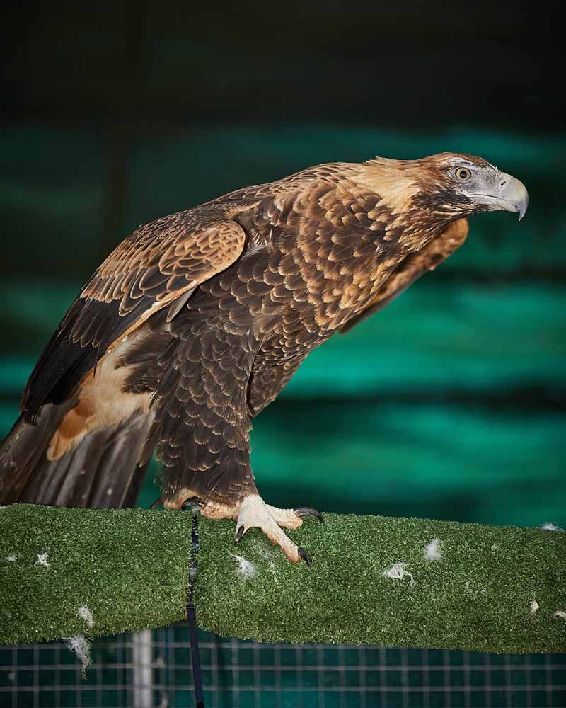 Wedge-tailed Eagle