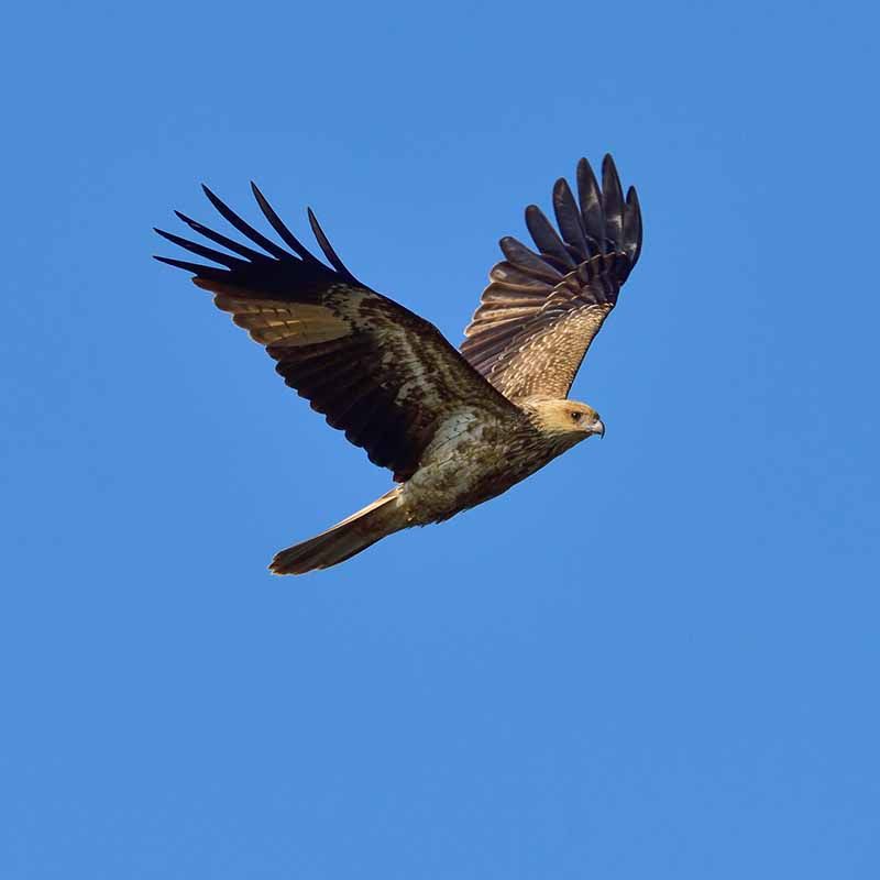Diurnal birds of prey - Field Guide, ARCC Inc.