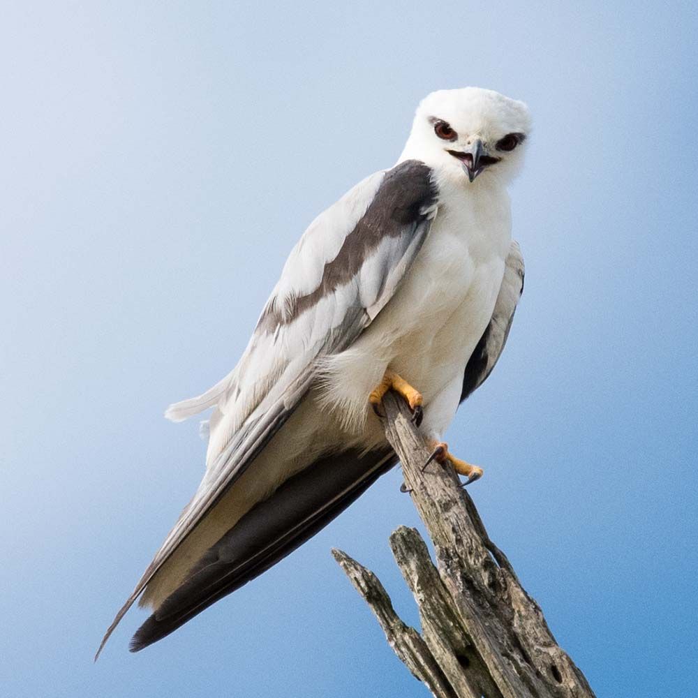 Diurnal birds of prey - Field Guide, ARCC Inc.