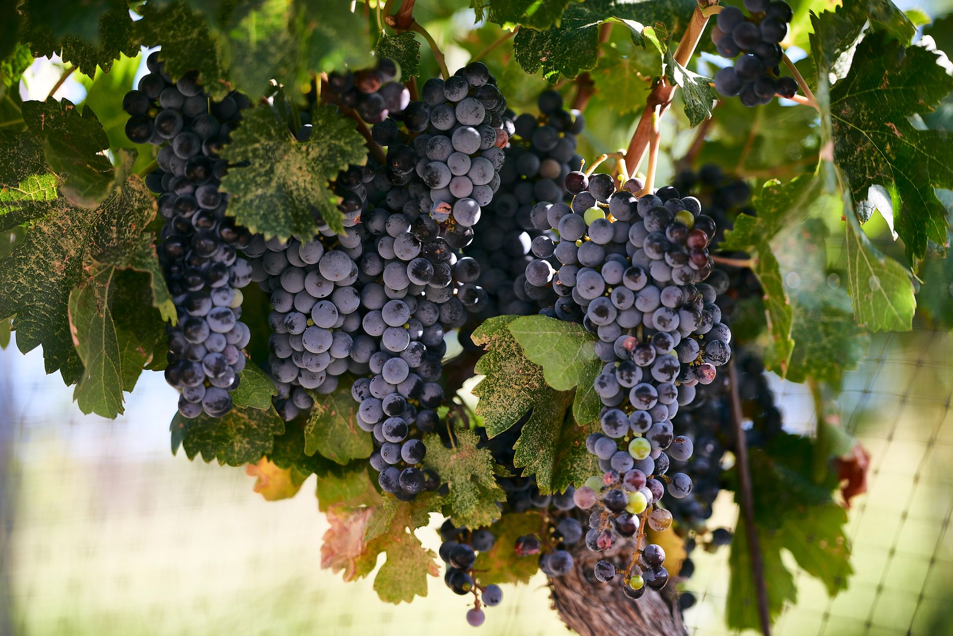 Tasting Room | Oak Creek Vineyards & Winery | Cornville, AZ