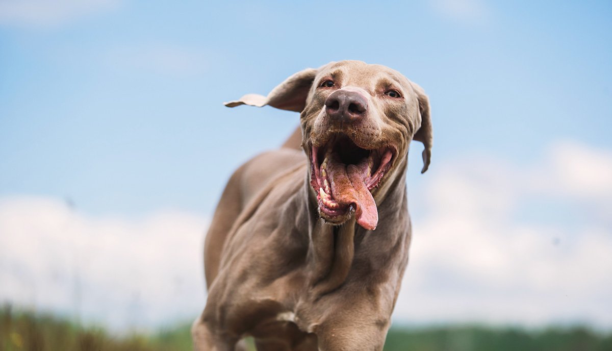 Pet Burial: Everything you need to know | Sunset Memorials