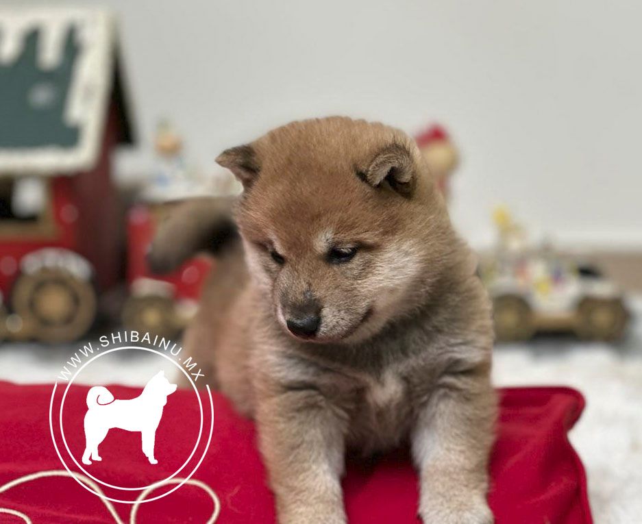 Cachorros Shiba Inu en Venta | Shibainu.mx Mexico