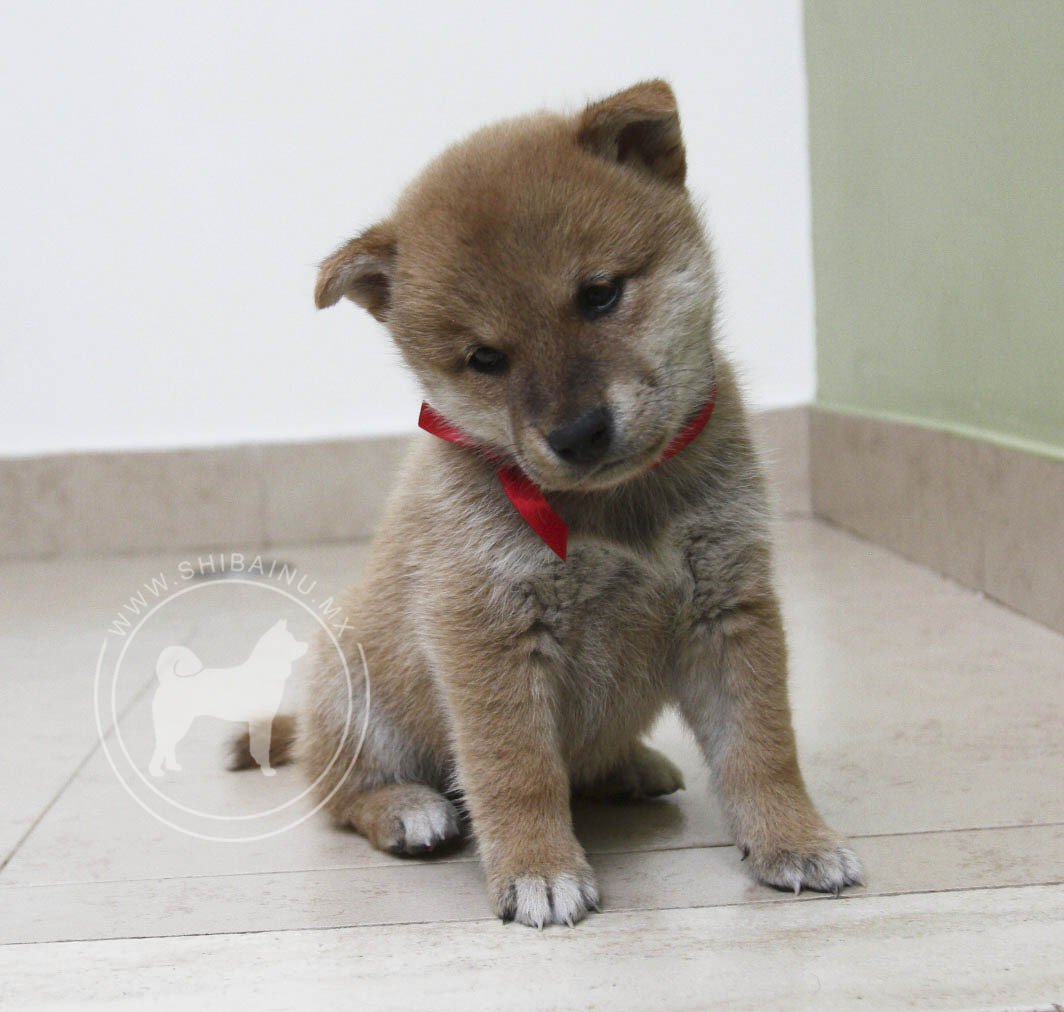 Cachorros Shiba Inu en Venta | Shibainu.mx Mexico