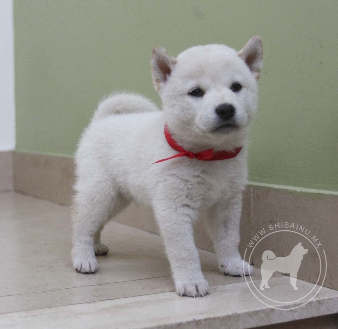 Cachorros Shiba Inu en Venta | Shibainu.mx Mexico