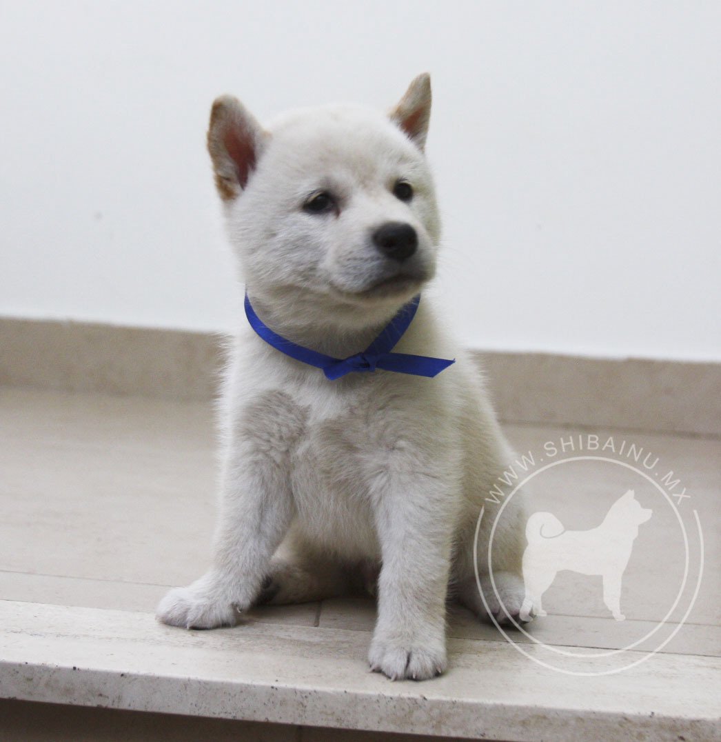 Cachorros Shiba Inu en Venta | Shibainu.mx Mexico