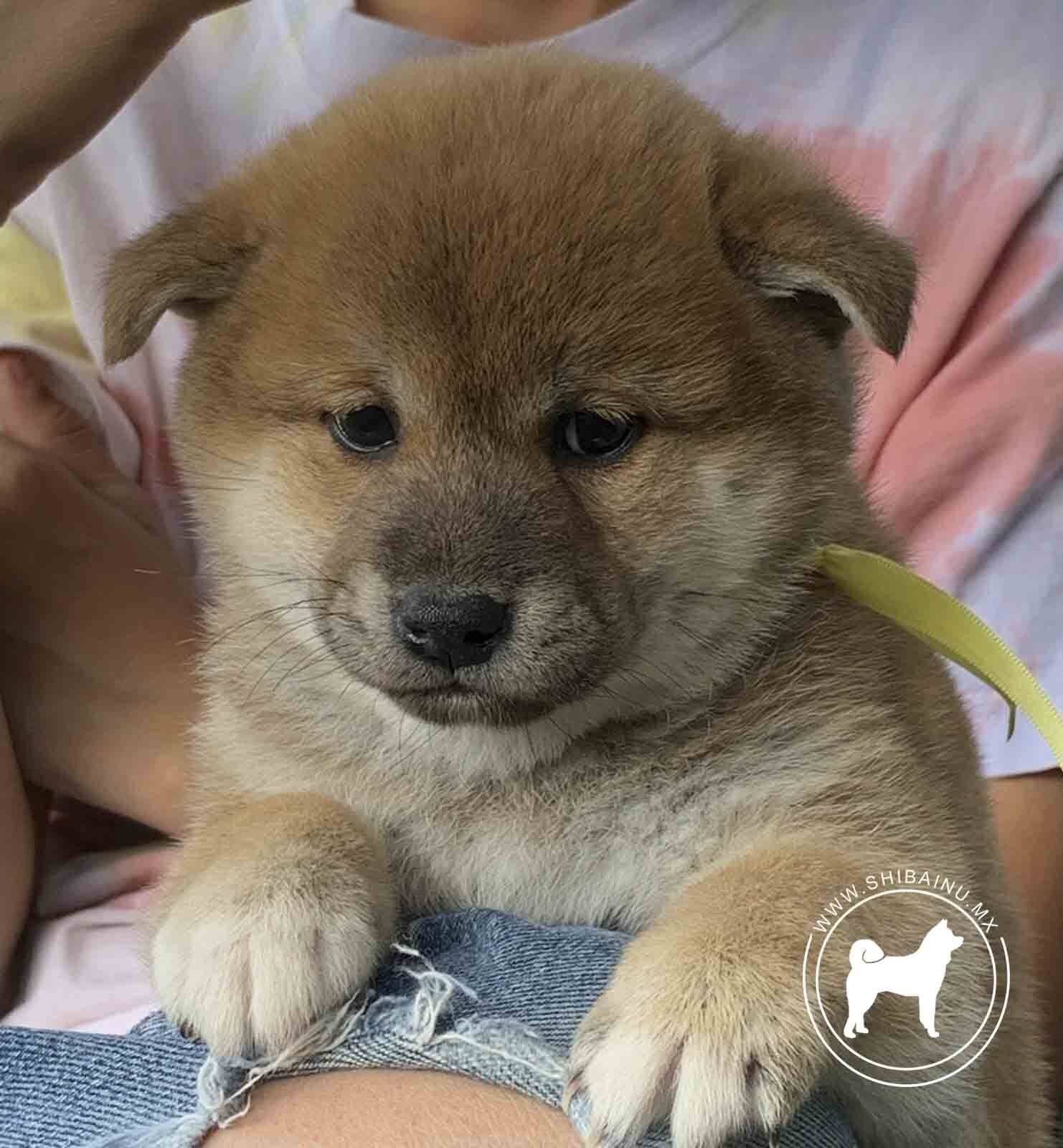 Cachorros Shiba Inu en Venta | Shibainu.mx Mexico