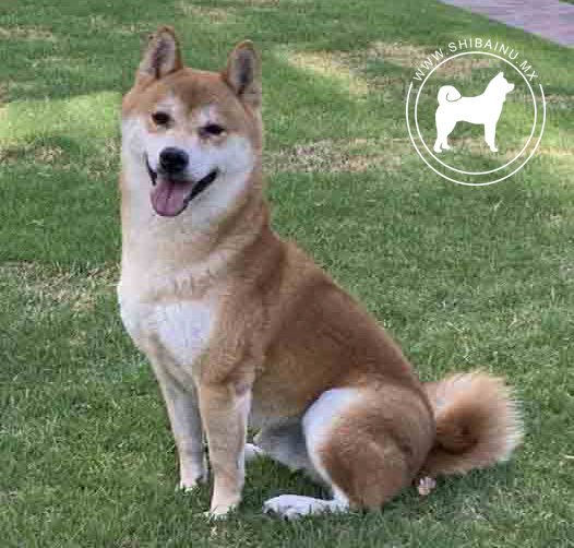 Perros Shiba Inu en Mexico | Shibainu.mx Guadalajara