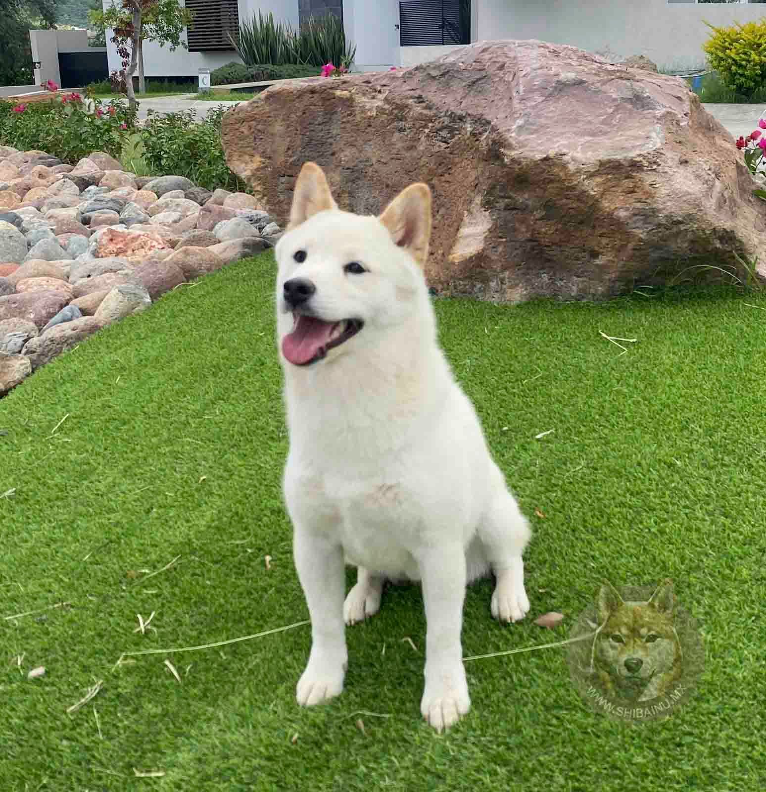 Venta de Perros Shiba Inu | Criadero Shibainu.mx