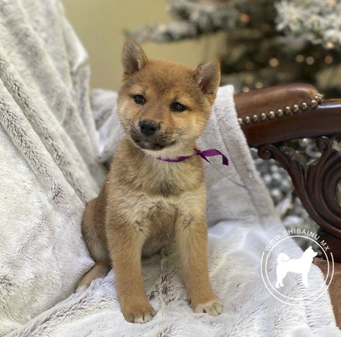 Cachorros Shiba Inu en Venta | Shibainu.mx Mexico