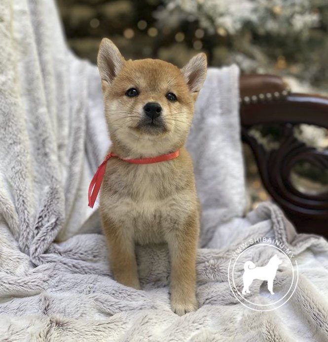 Cachorros Shiba Inu en Venta | Shibainu.mx Mexico