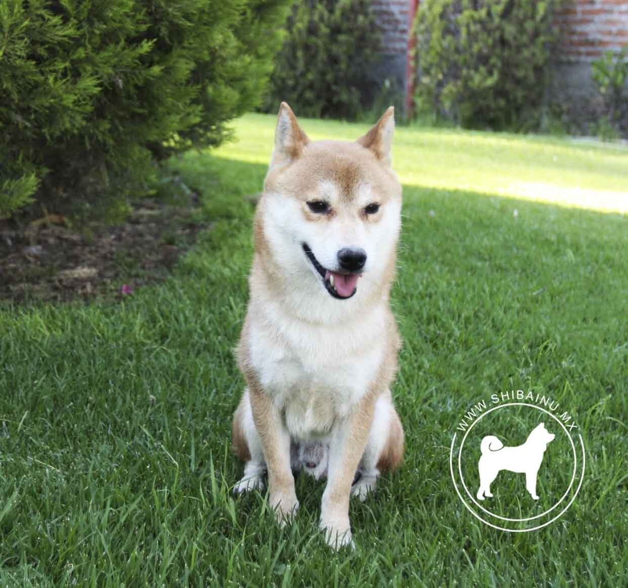 Venta de Perros Shiba Inu | Criadero Shibainu.mx