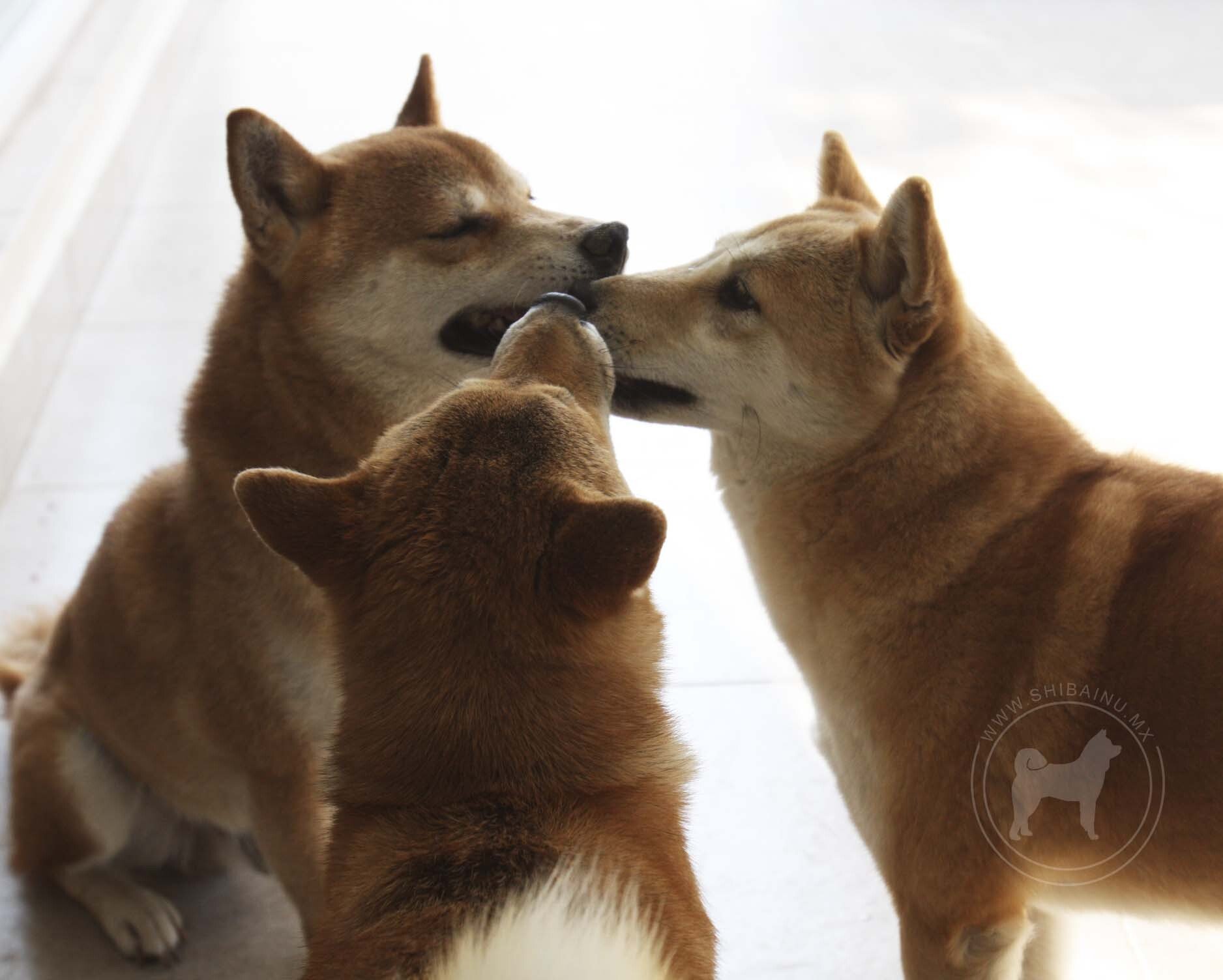 Venta de Perros Shiba Inu | Criadero Shibainu.mx
