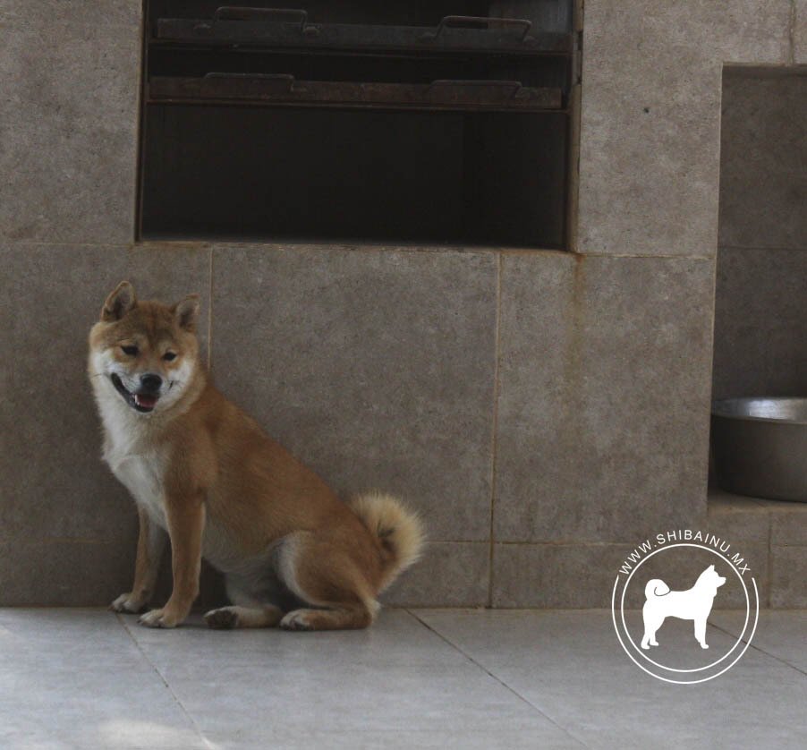 Venta de Perros Shiba Inu | Criadero Shibainu.mx