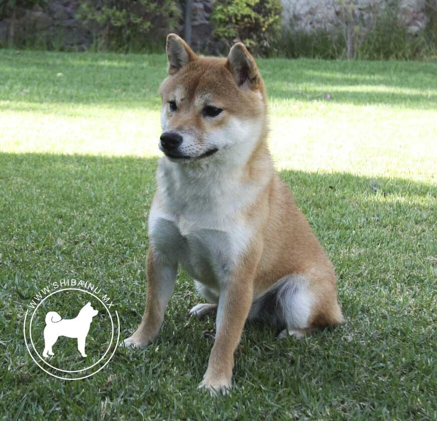 Venta de Perros Shiba Inu | Criadero Shibainu.mx