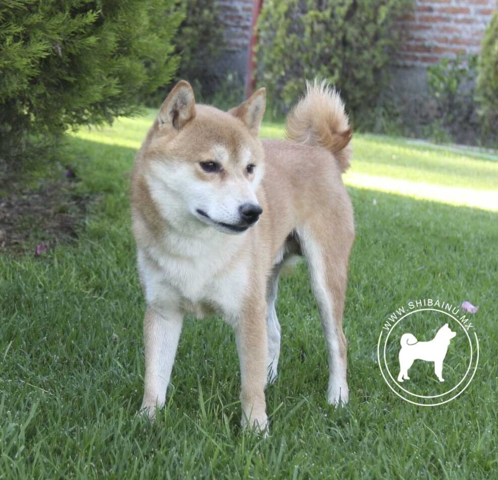 Venta de Perros Shiba Inu | Criadero Shibainu.mx