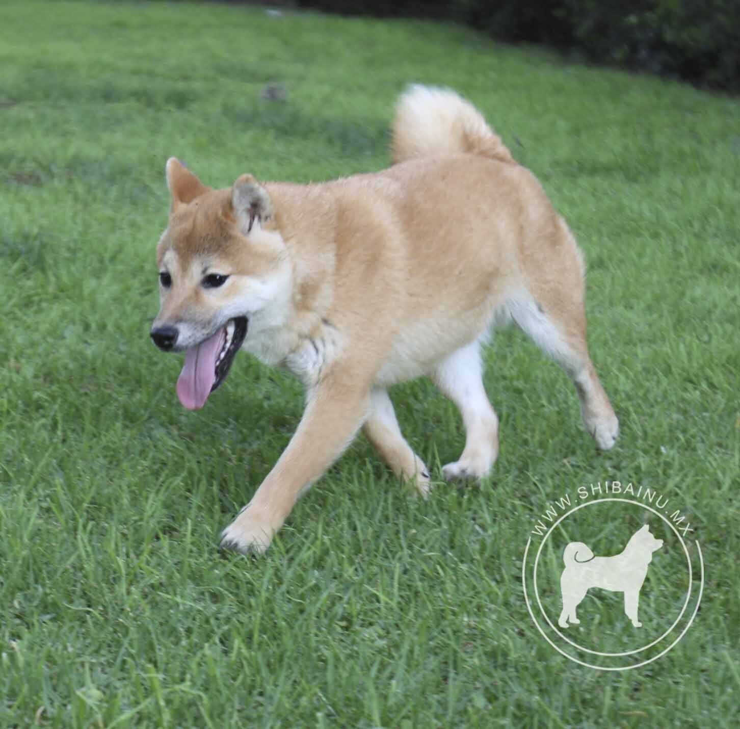 Venta de Perros Shiba Inu | Criadero Shibainu.mx