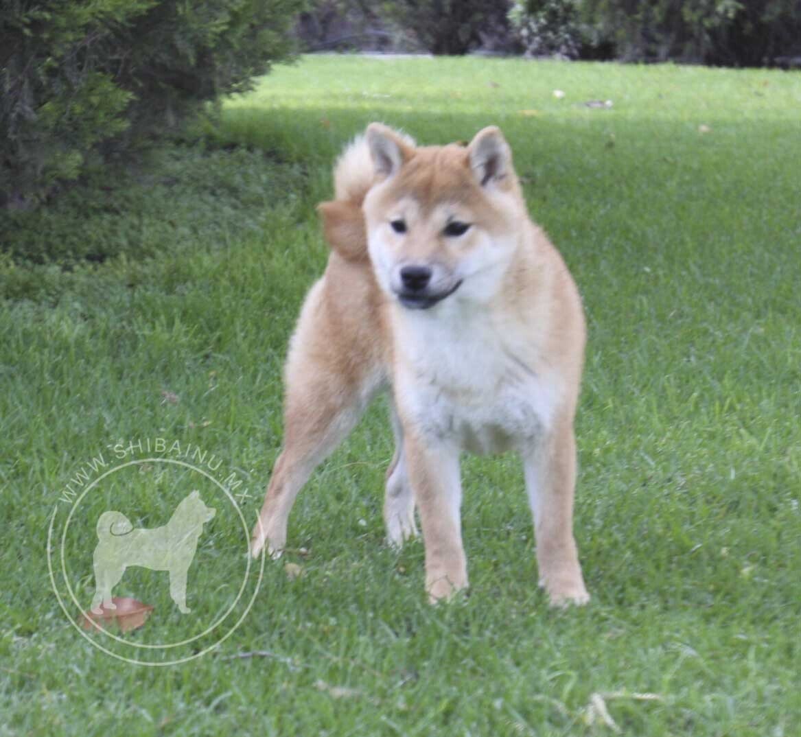 Venta de Perros Shiba Inu | Criadero Shibainu.mx