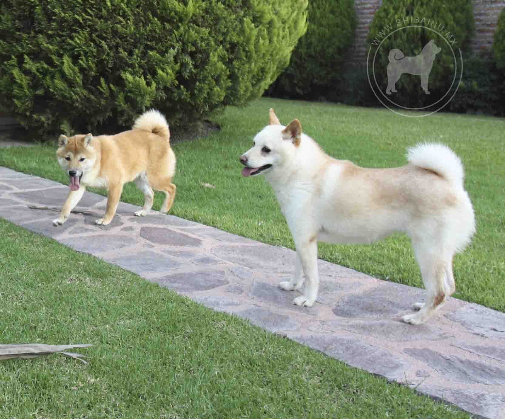 Venta de Perros Shiba Inu | Criadero Shibainu.mx