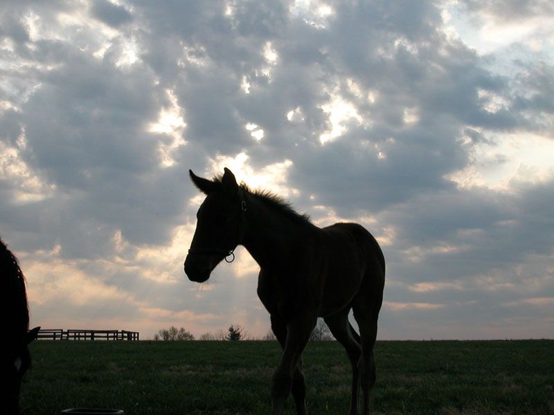 Cane Run Farm Gallery