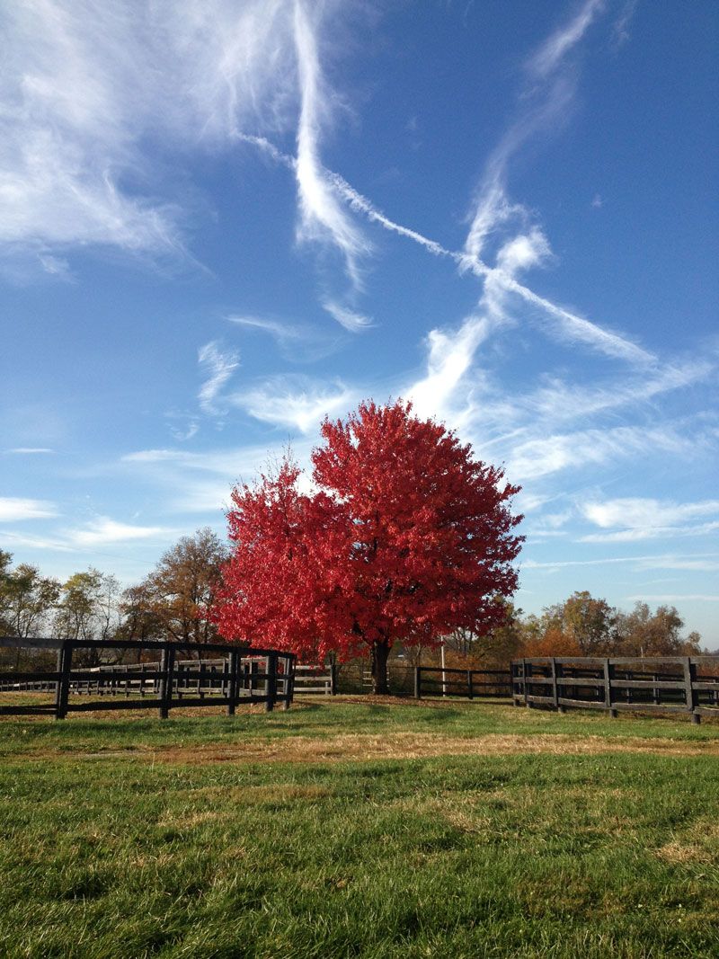 Cane Run Farm Gallery