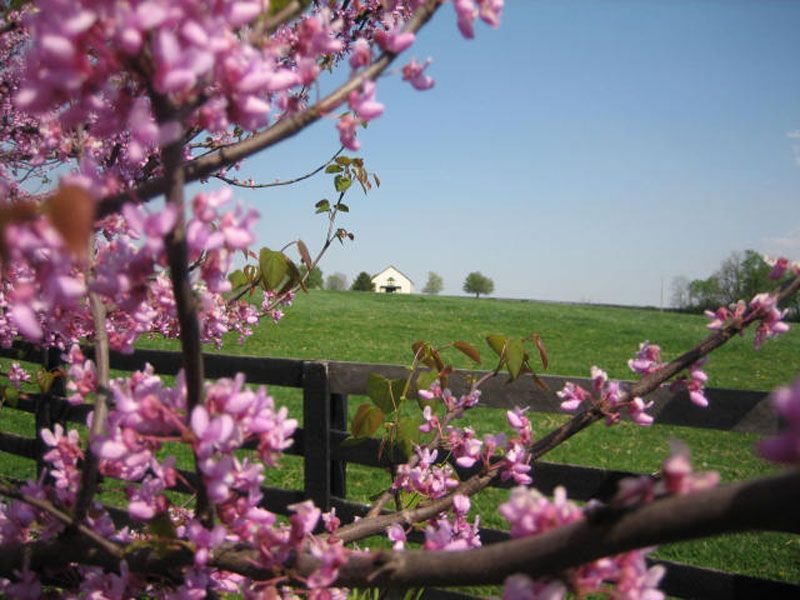 Cane Run Farm Gallery