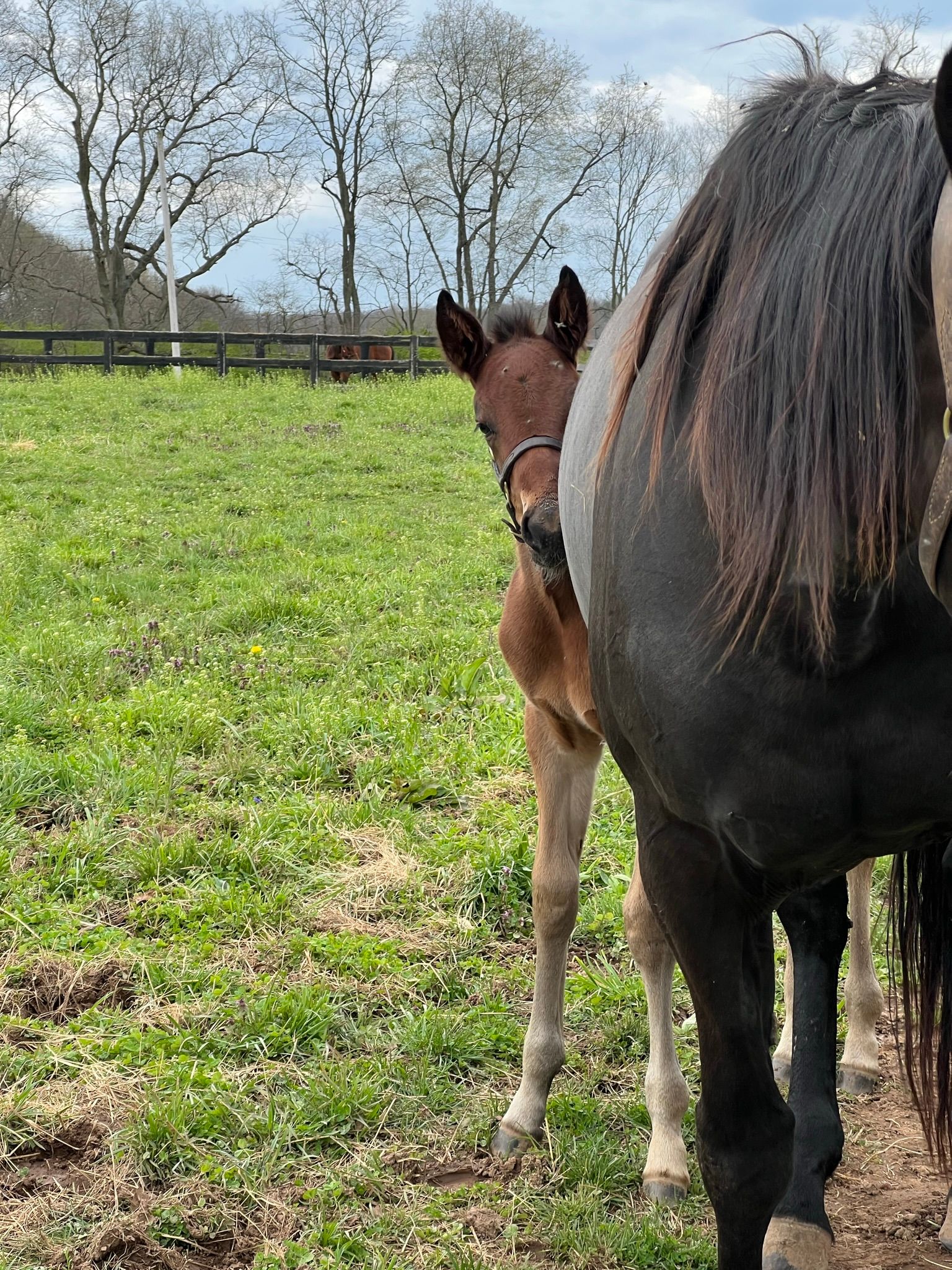 Cane Run Farm Gallery
