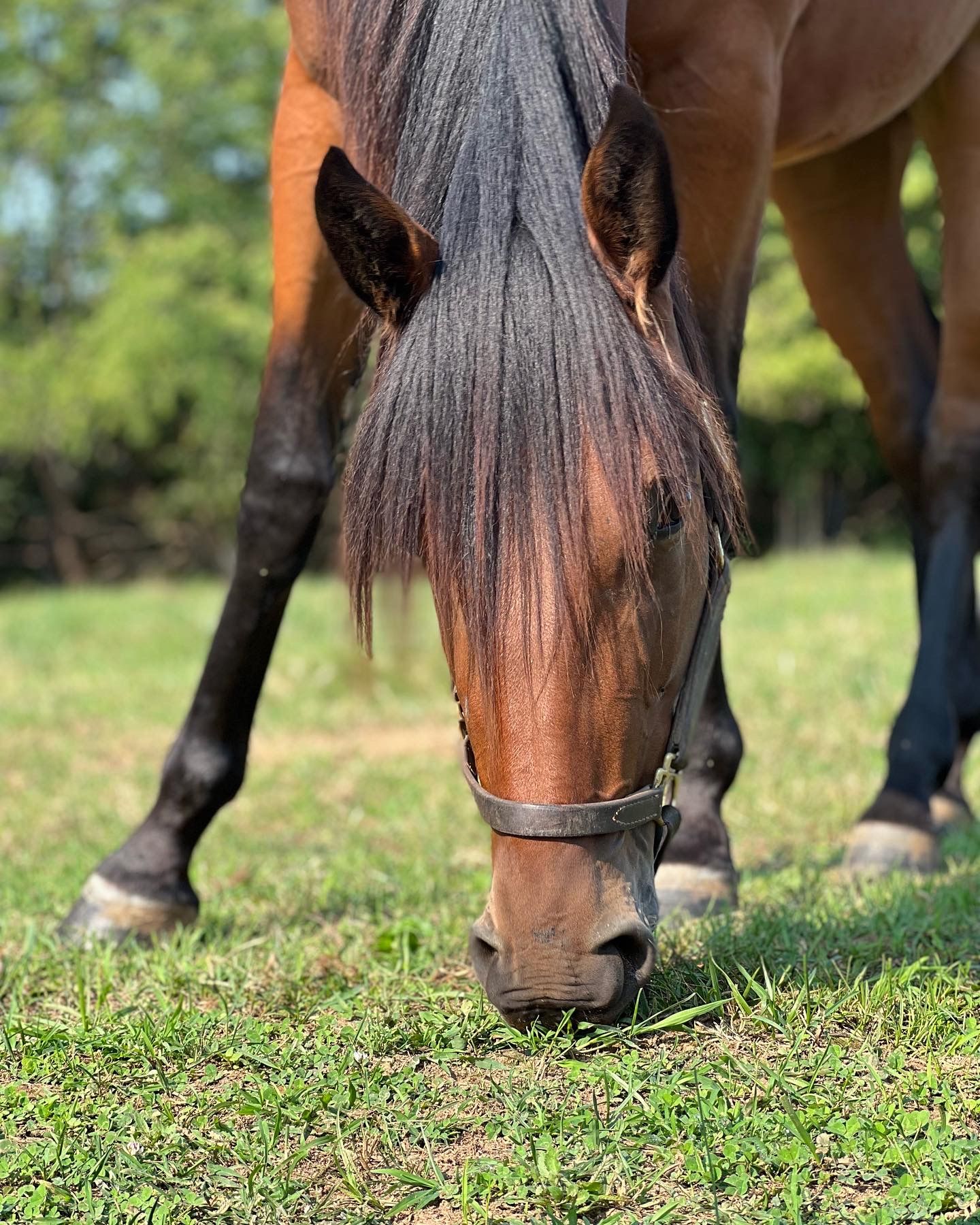 Cane Run Farm Gallery