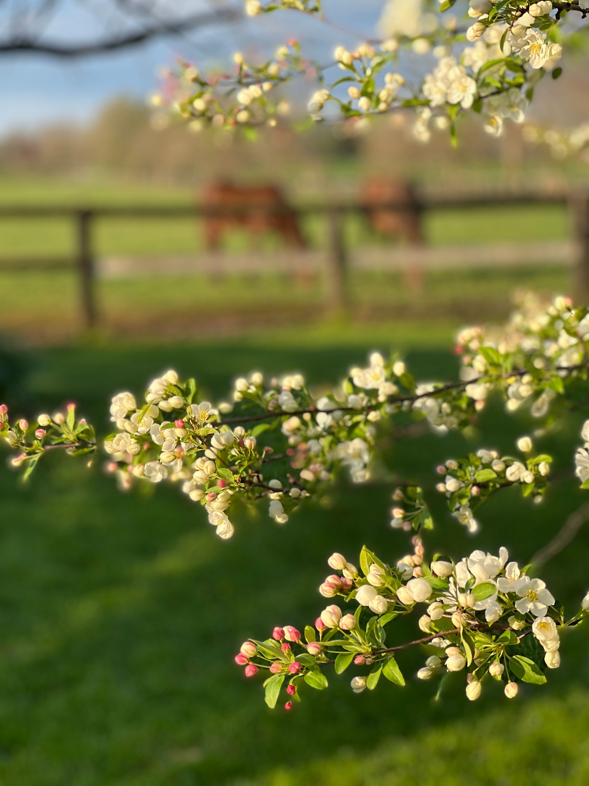 Cane Run Farm Gallery