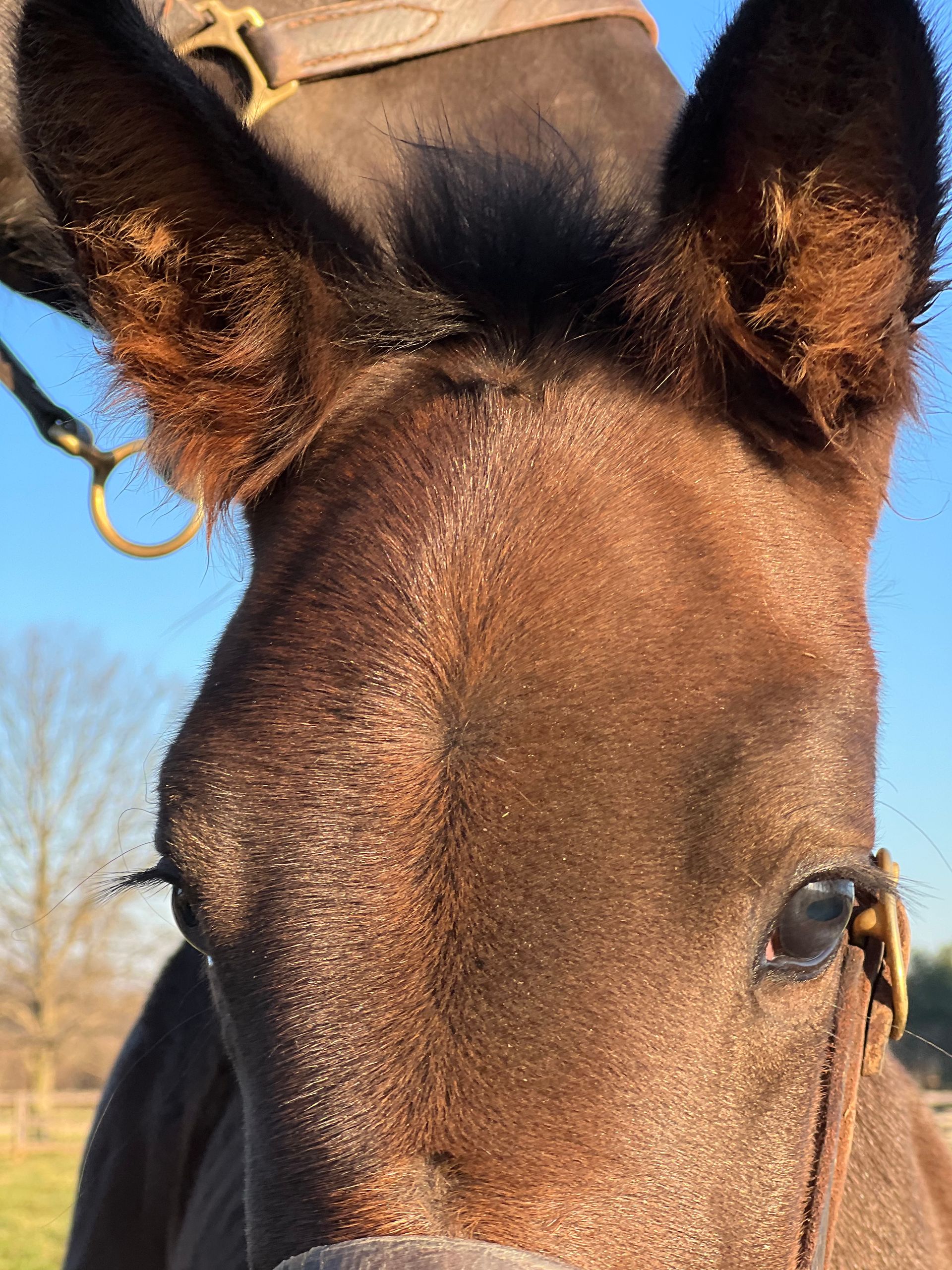Cane Run Farm Gallery
