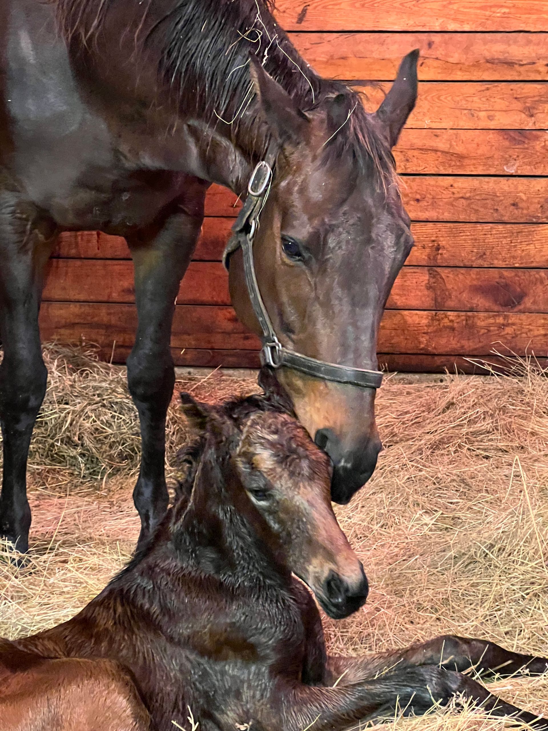 Cane Run Farm Gallery