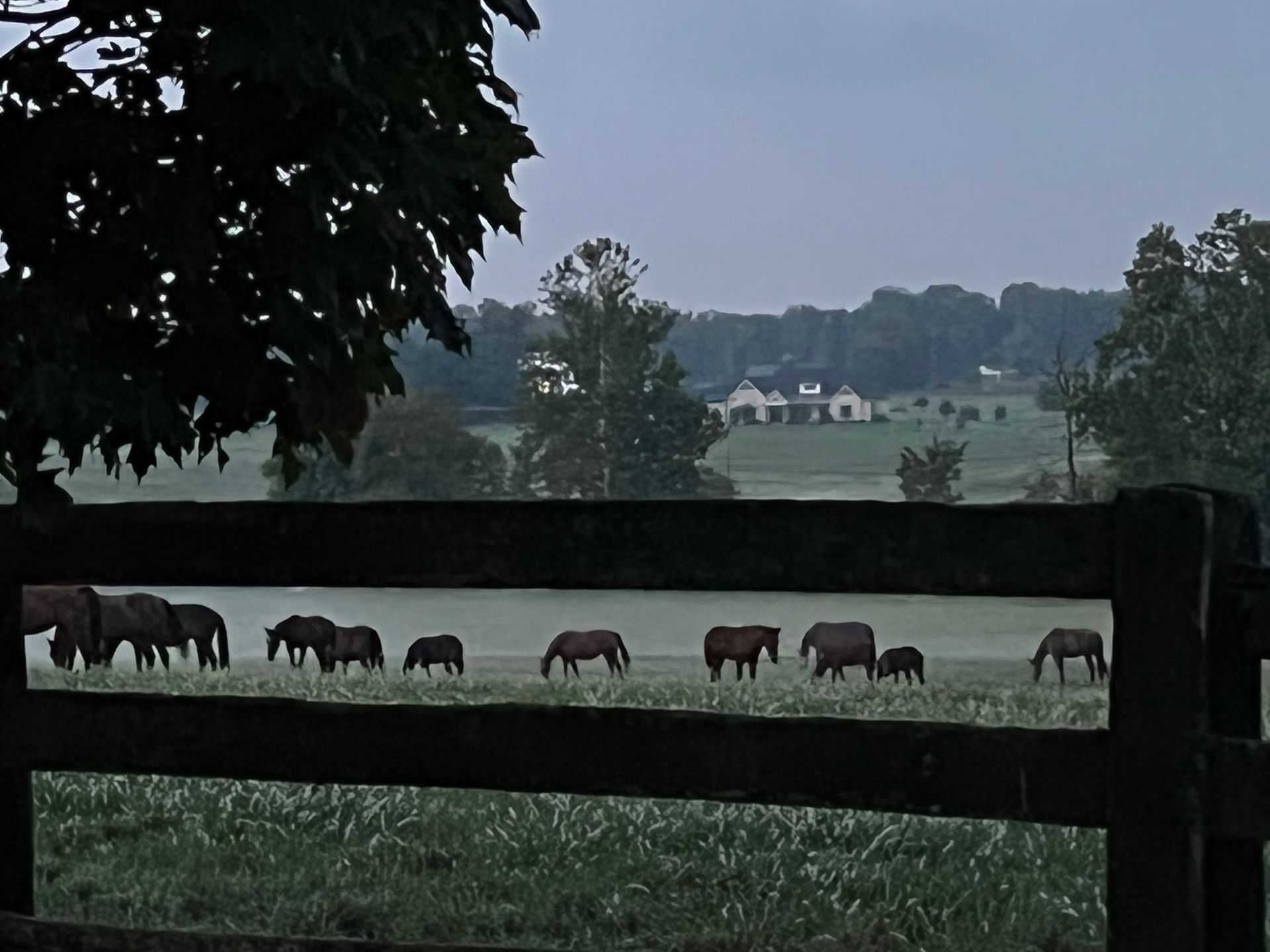 Cane Run Farm Gallery