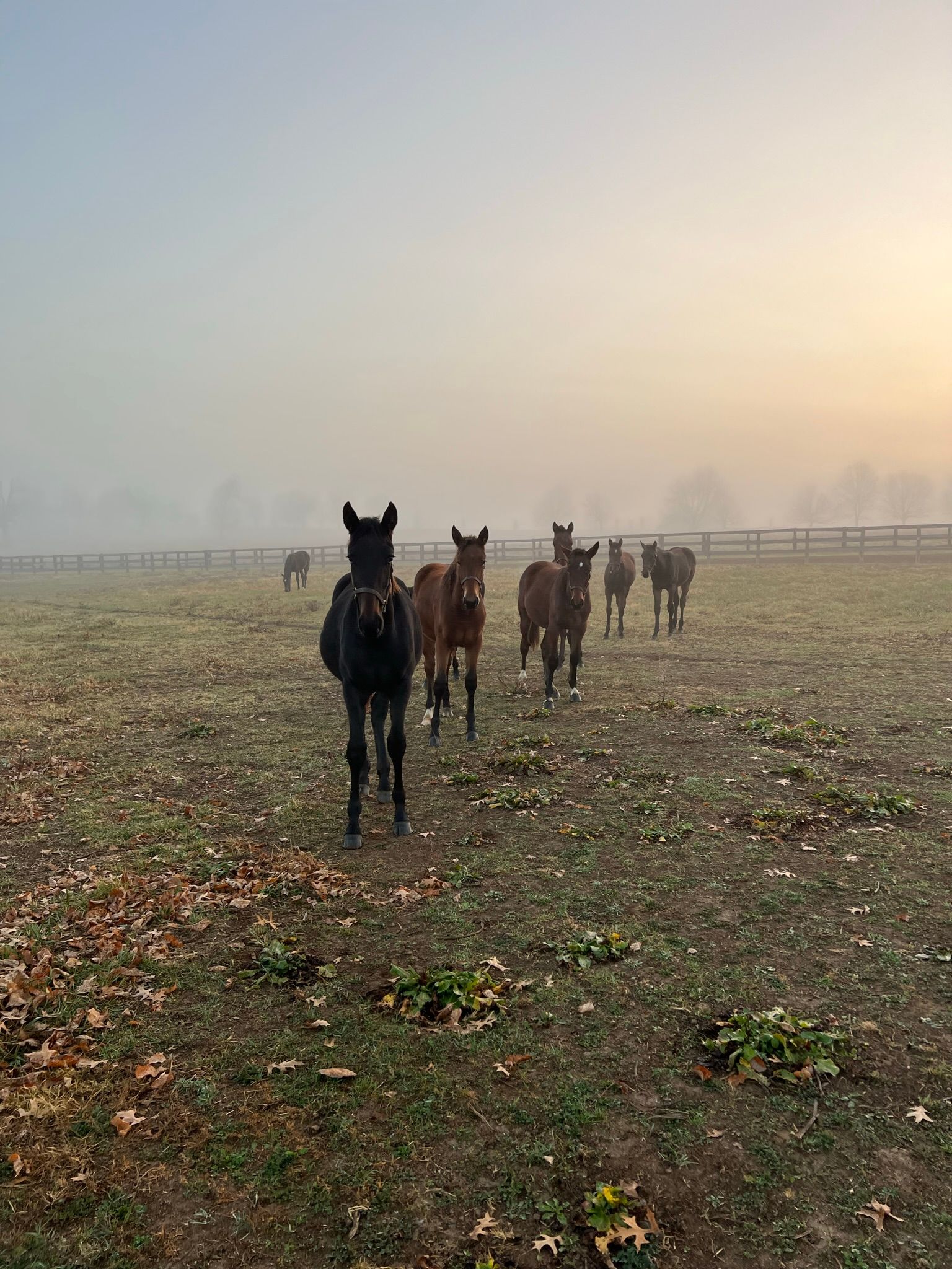 Cane Run Farm Gallery