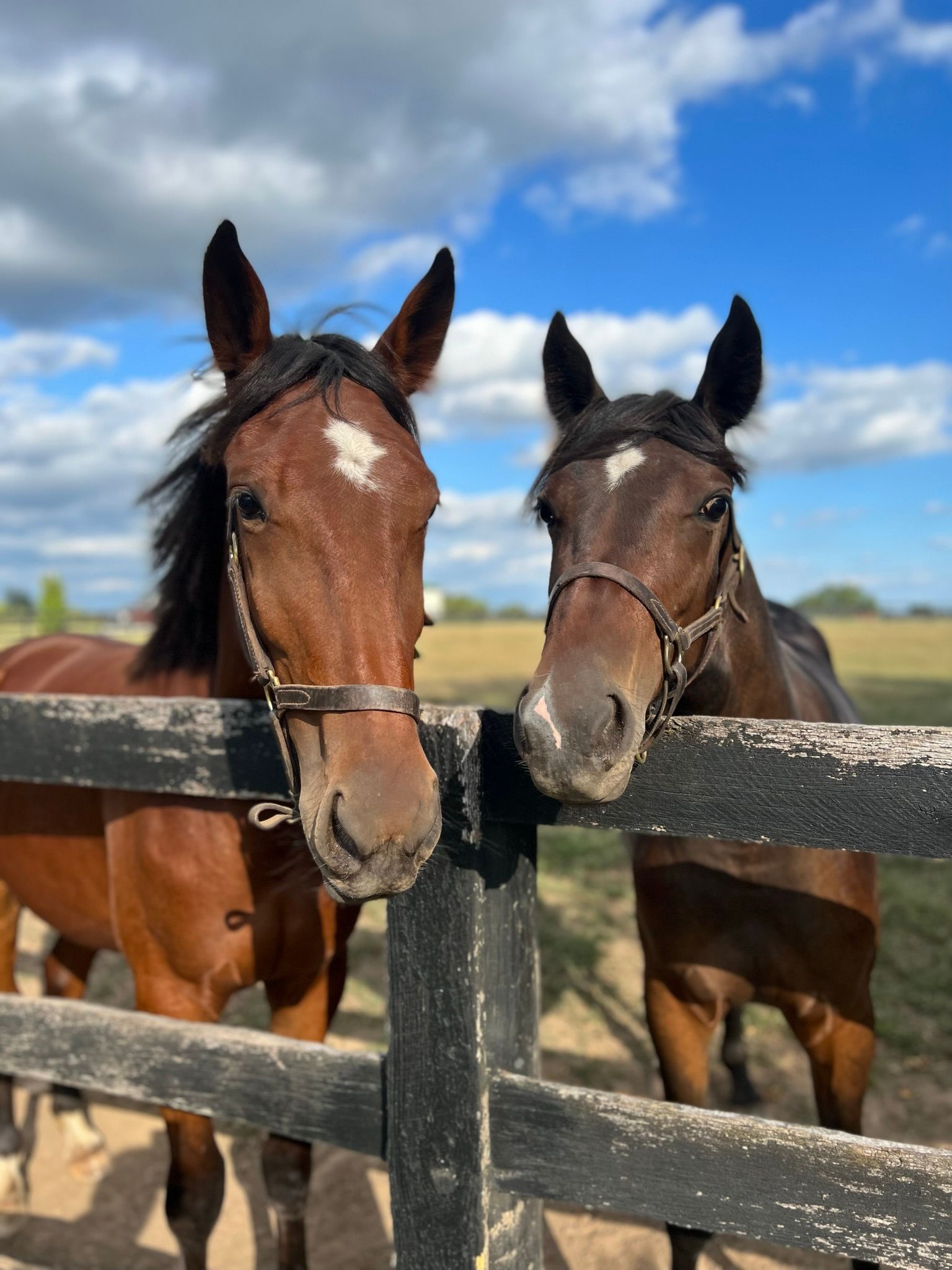 Cane Run Farm Gallery