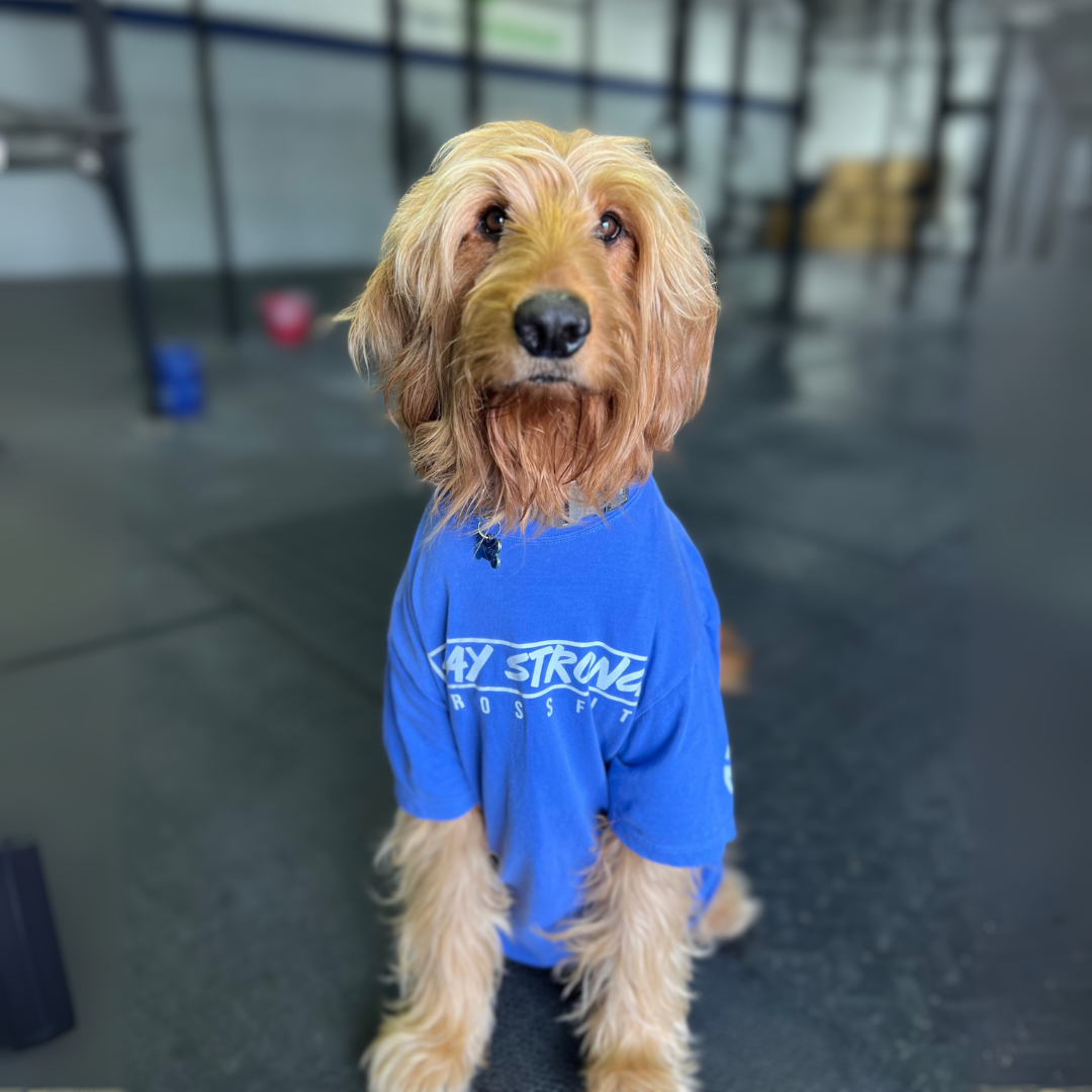 Stay Strong CrossFit | Troy, MI