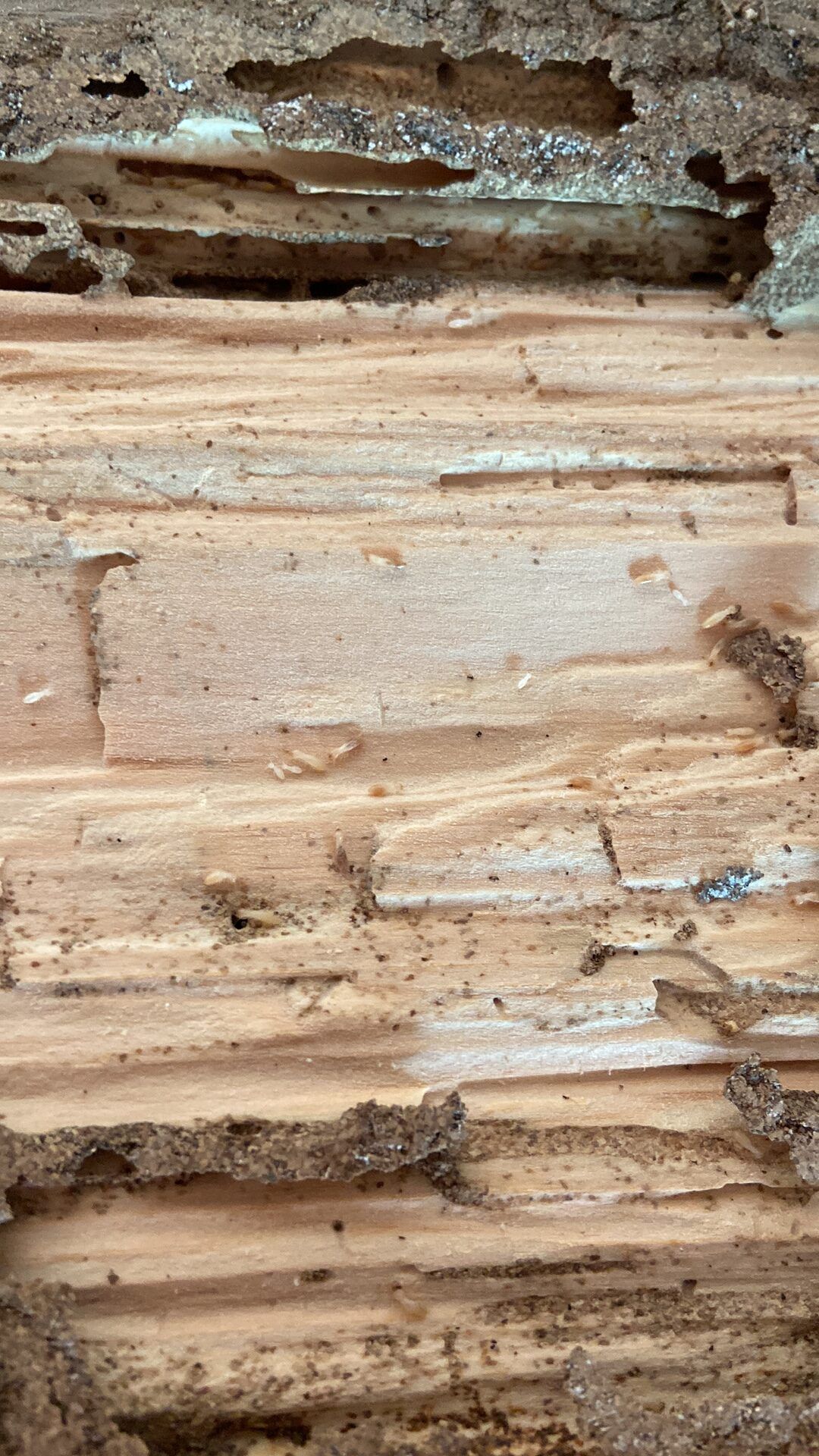 Disinfestazione termiti | Genova, Savona | Sanisystem