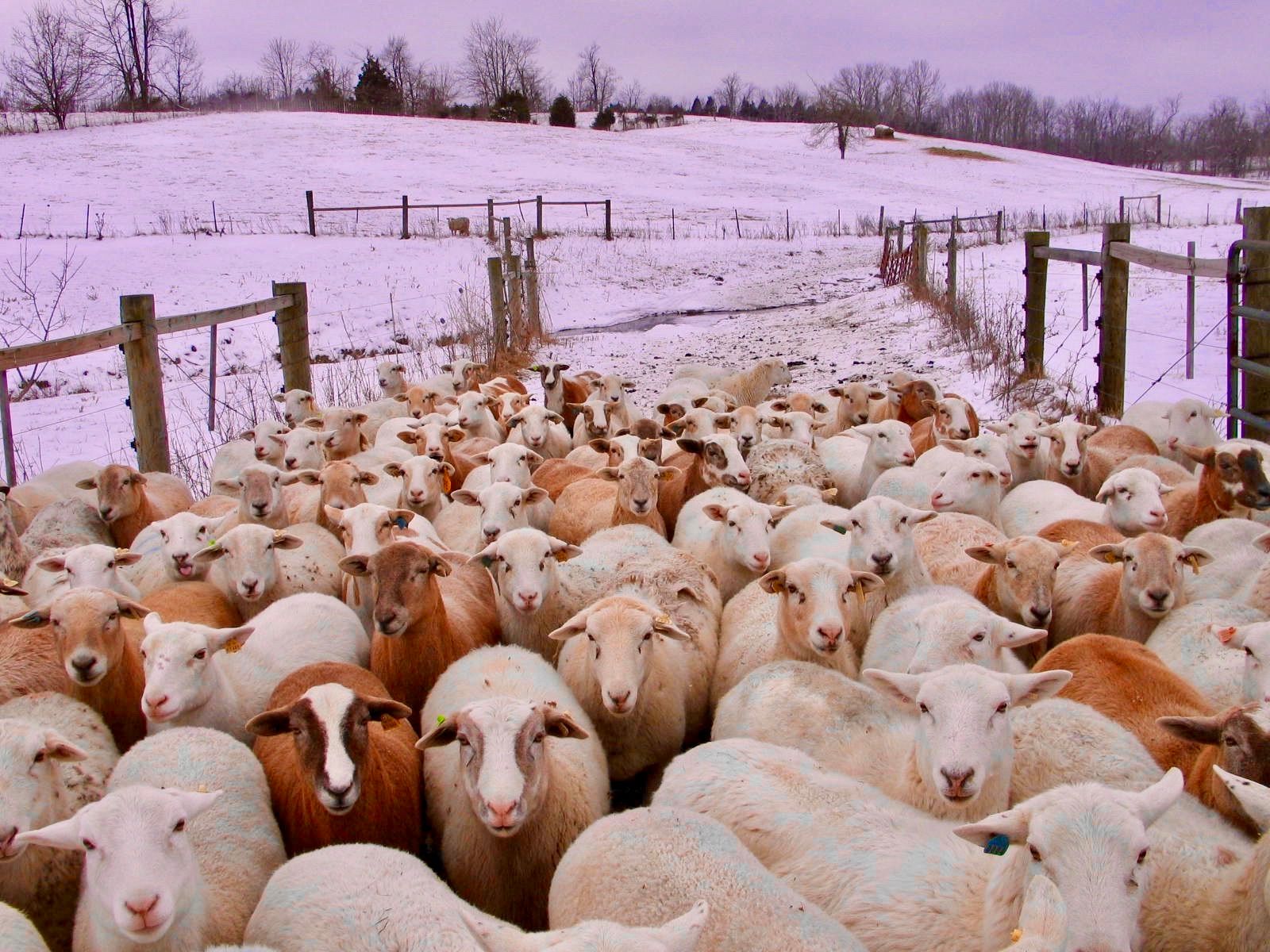 Four Hills Farm | Pasture-raised Sheep & Lamb