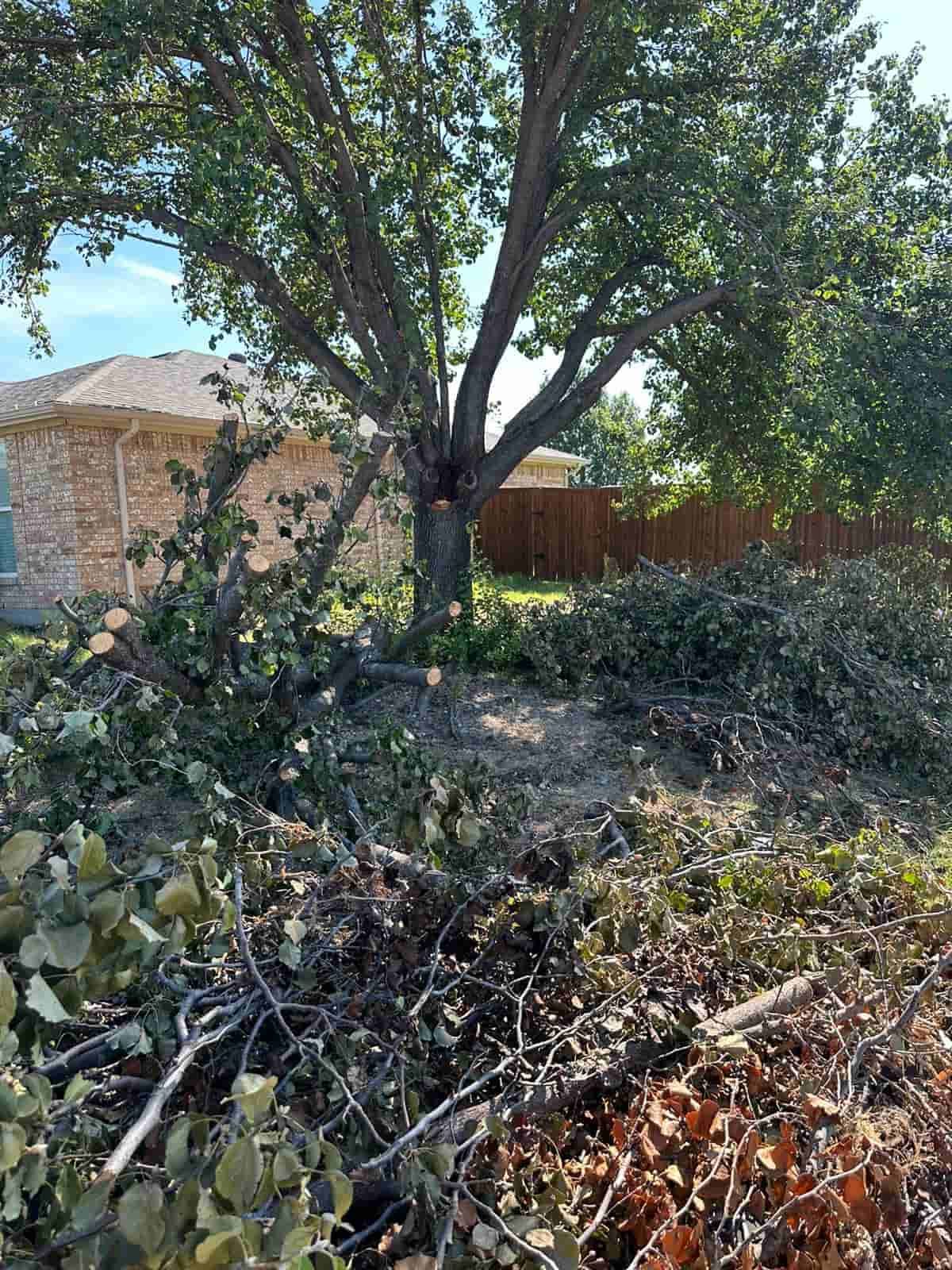 Tree Removal Service Near Me | Tree Cutting | Richardson, TX