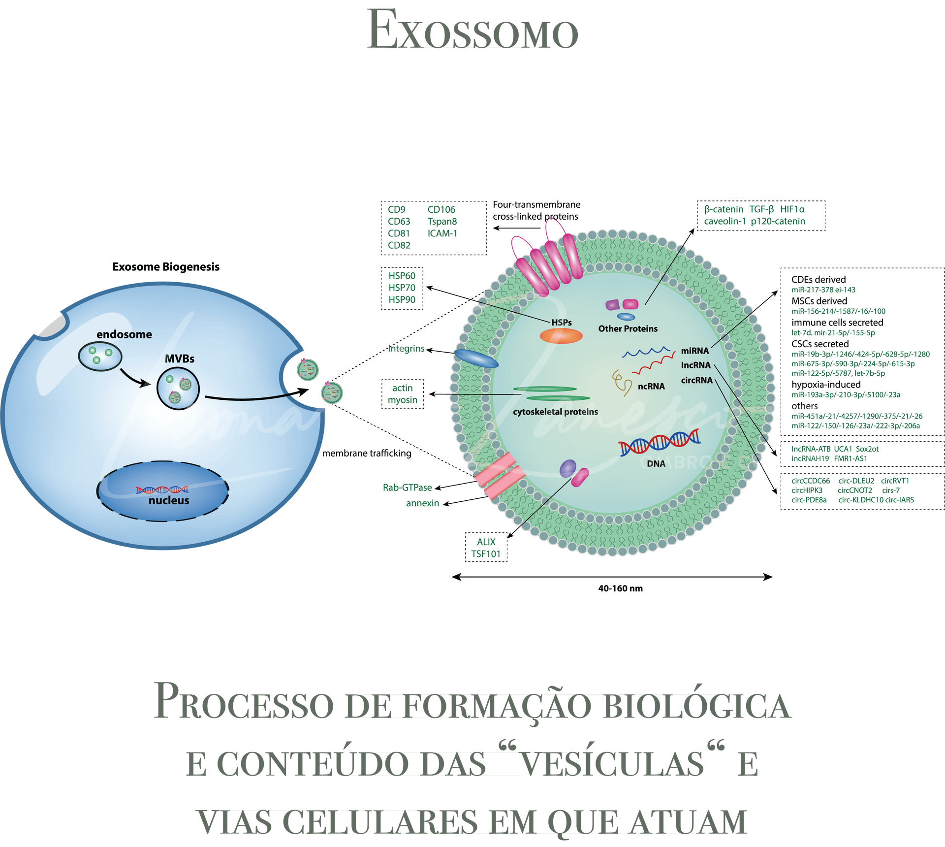 Exossomos: O que são, benefícios e aplicações na medicina