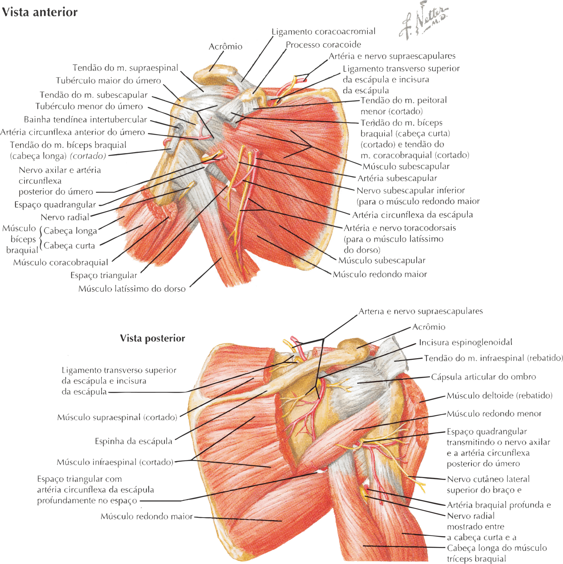 Fratura Proximal do Úmero - Saiba Como Avaliar e Tratar