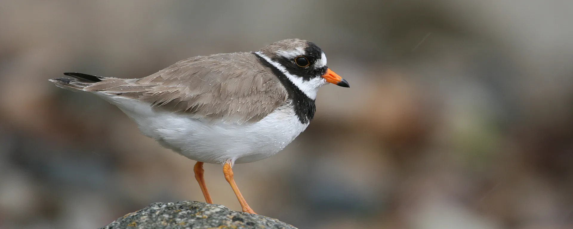 Whitstable Boat Trips | About Us | Whitstable, Kent