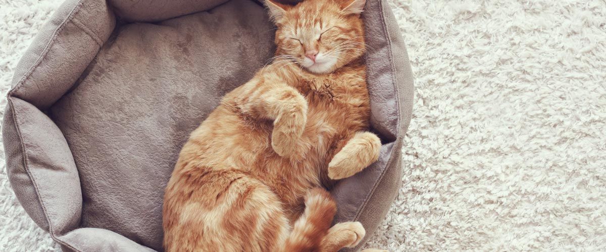 Cat Beds 101: Which One is Right for Your Cat?