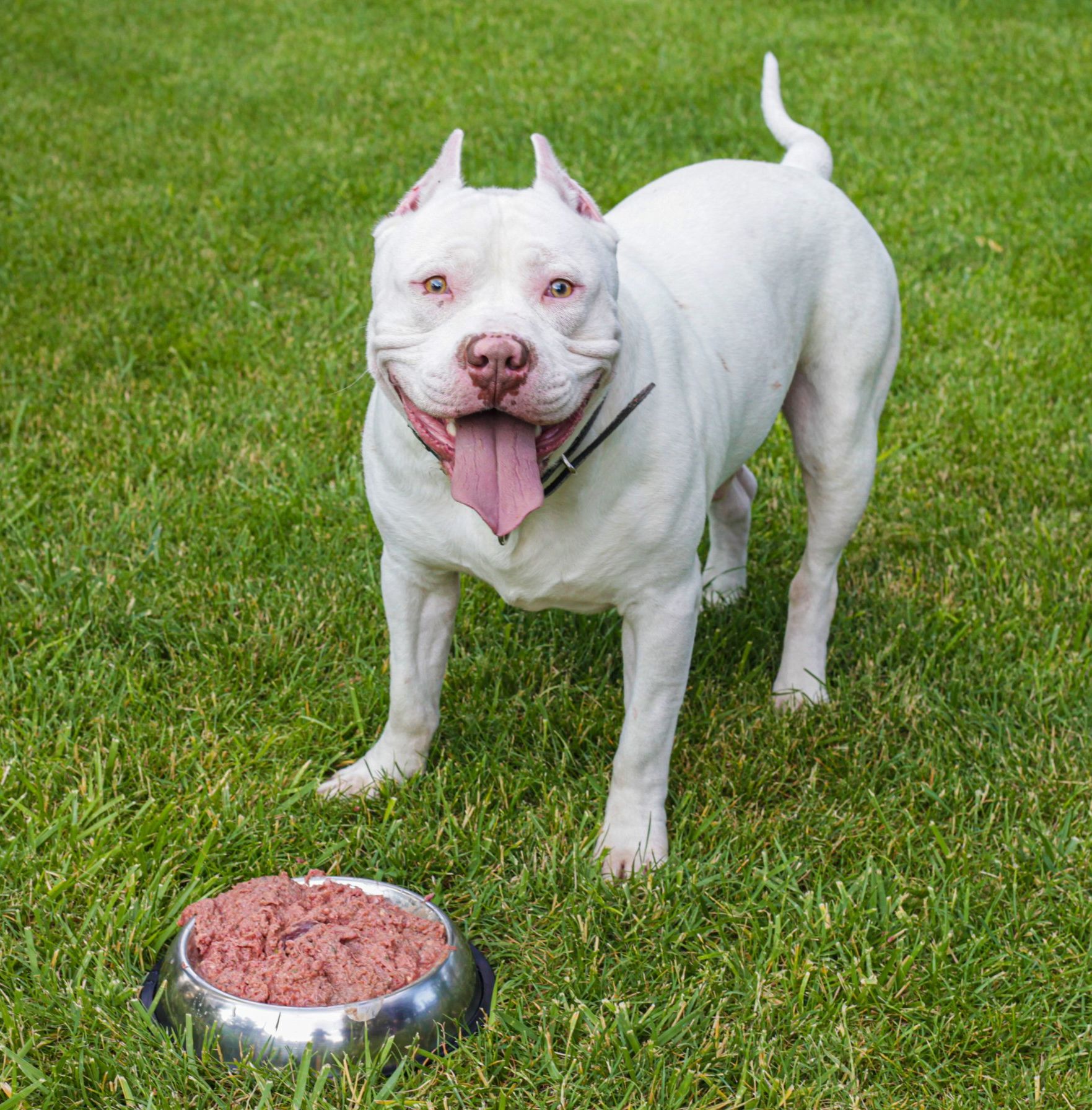 Pawsitive Vibes | Pet Parent Approved Tips & Products