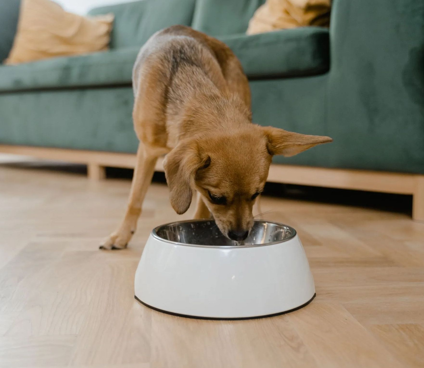 Pawsitive Vibes | Pet Parent Approved Tips & Products