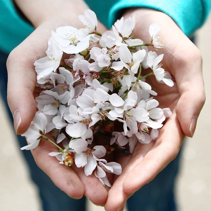 Oakville Massage Therapists | Oakville RMT | Rosewater Spa