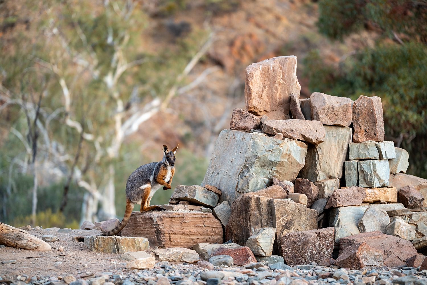 The Ultimate Guide to Arkaroola: Plan Your Outback Adventure