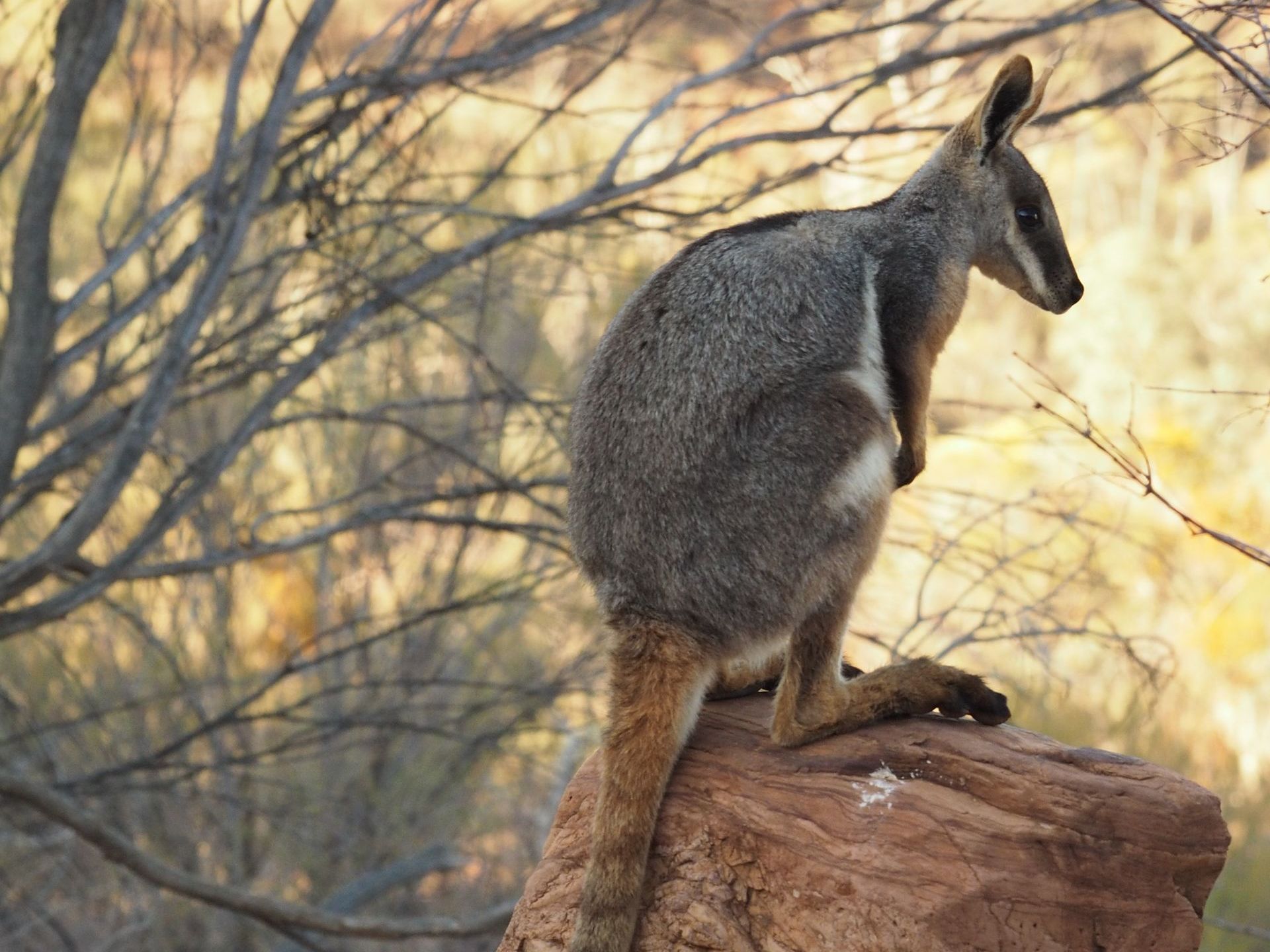 Arkaroola International Dark-Sky Sanctuary