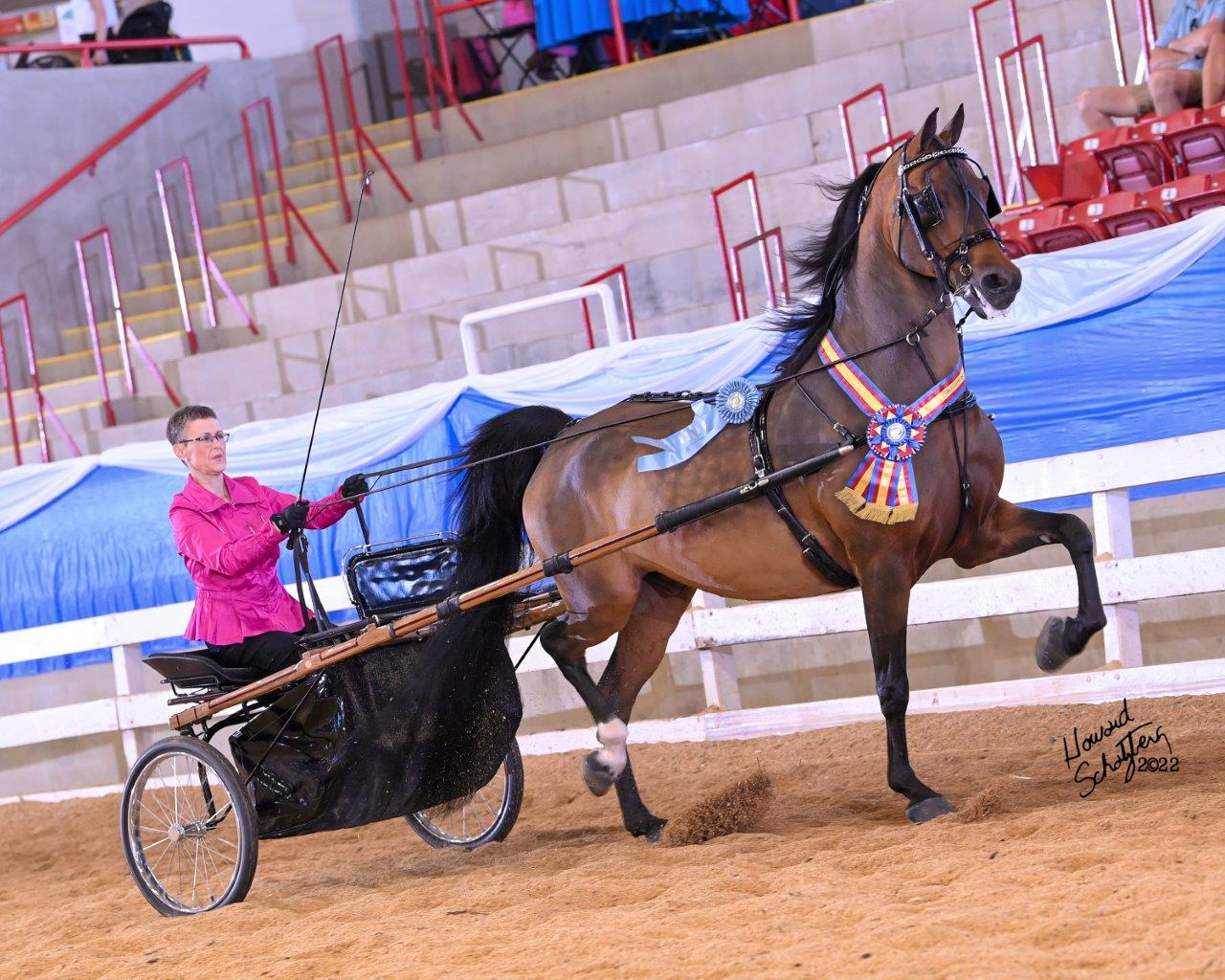 Show Horses for Sale • American Saddlebreds, Morgans & Hackney Ponies • Manchester NH