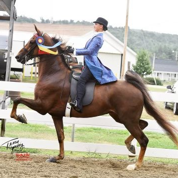 Show Horses for Sale • American Saddlebreds, Morgans & Hackney Ponies • Manchester NH