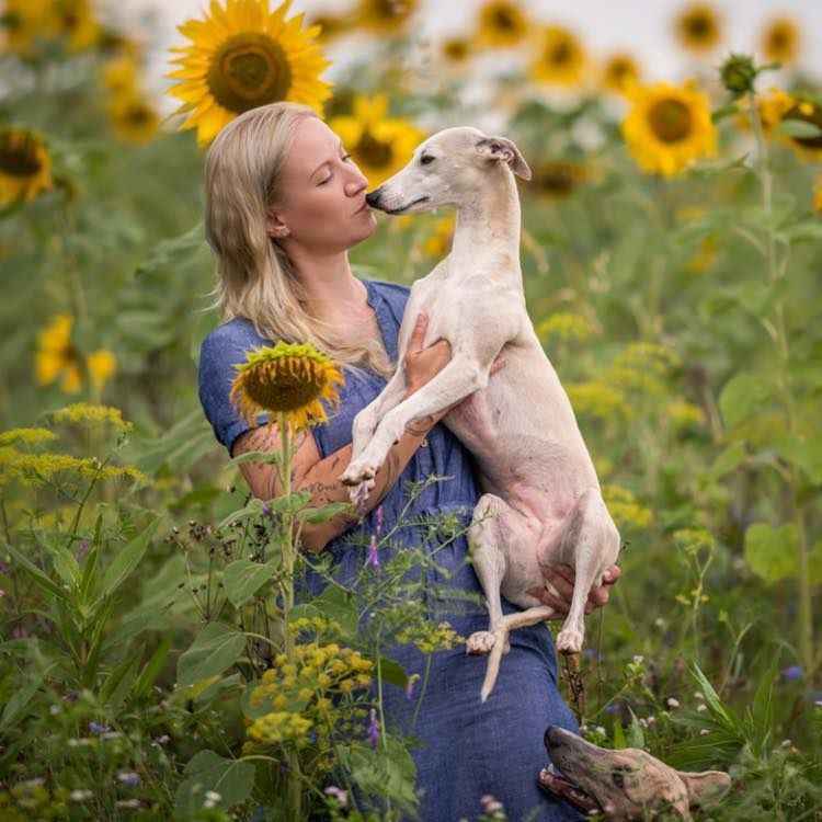 Whippet Tierschutz Windhund