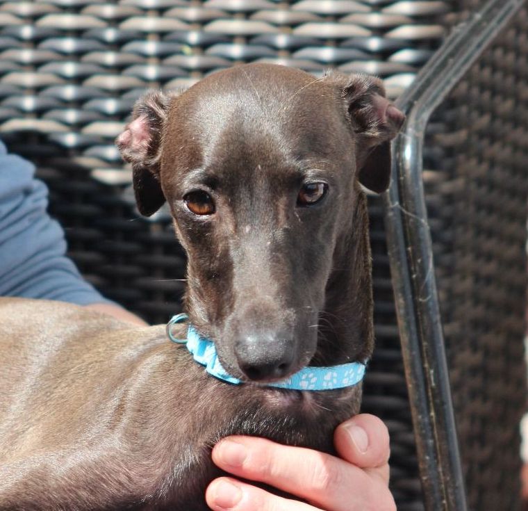 Whippet Tierschutz Windhund suchen ein Zuhause